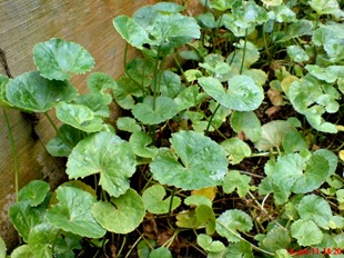 Klasifikasi Ilmiah Pegagan - Centella asiatica - Indian Water Navelwort